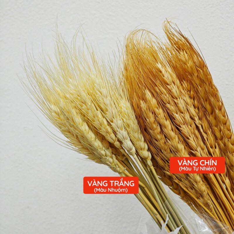Bó Lúa Mì Trang Trí Chụp Ảnh (1 bó 15 nhánh) Nai Decor Bó Lúa Mạch Phụ ...