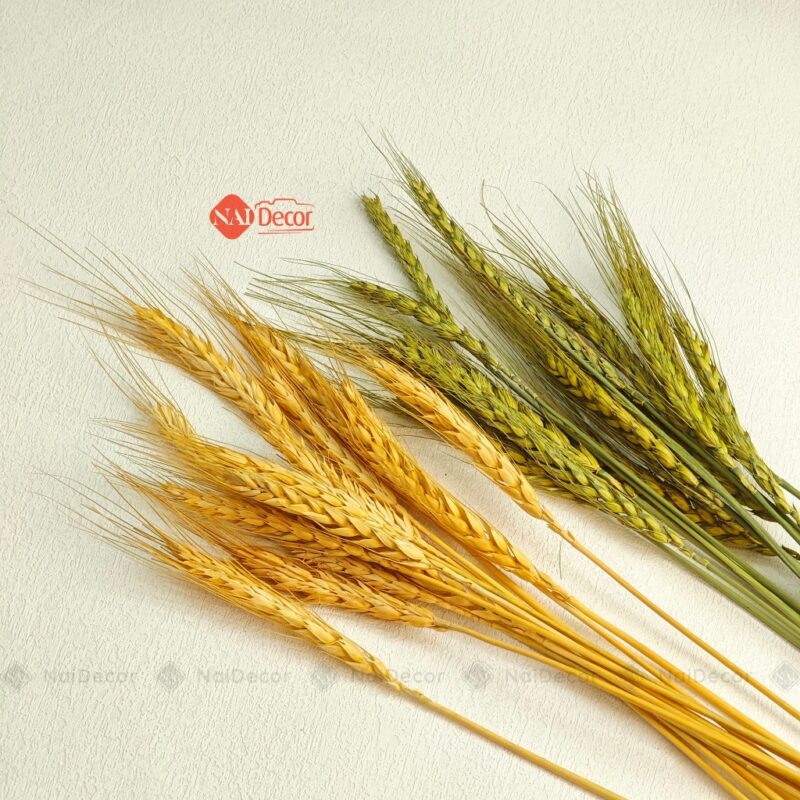 Bó Lúa Mì Trang Trí Chụp Ảnh (1 bó 15 nhánh) Nai Decor Bó Lúa Mạch Phụ ...